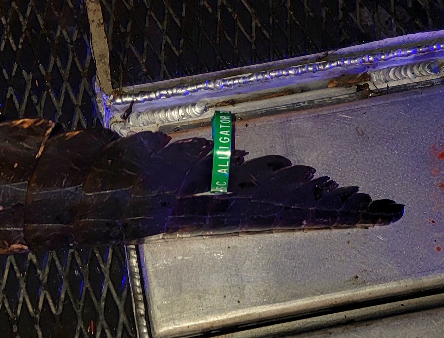 Santee gator hunting with Renegade Bowfishing – Santee Cooper Life